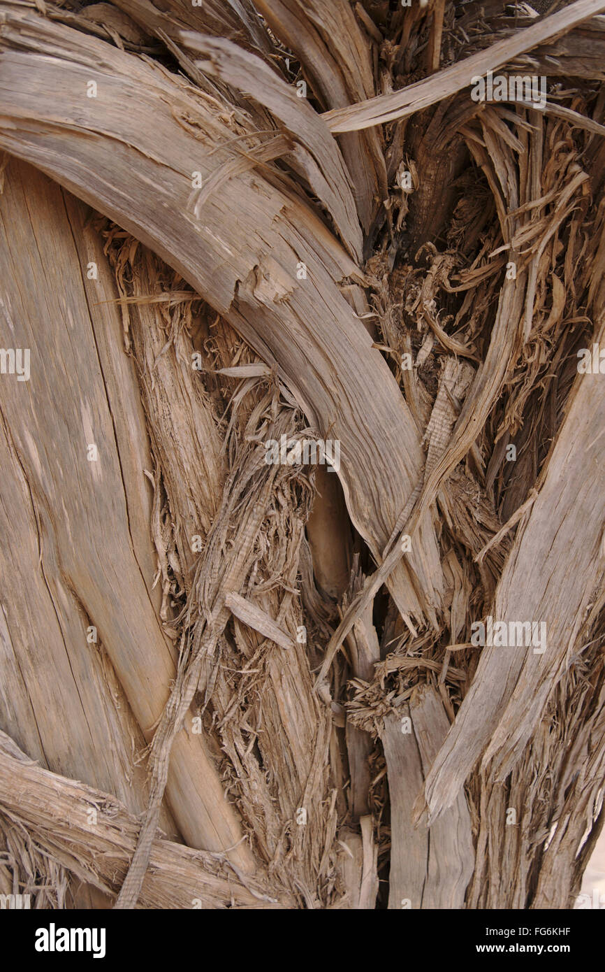 Wood of an old juniper tree (Juniperus phoenicea) in Dana Biosphere ...