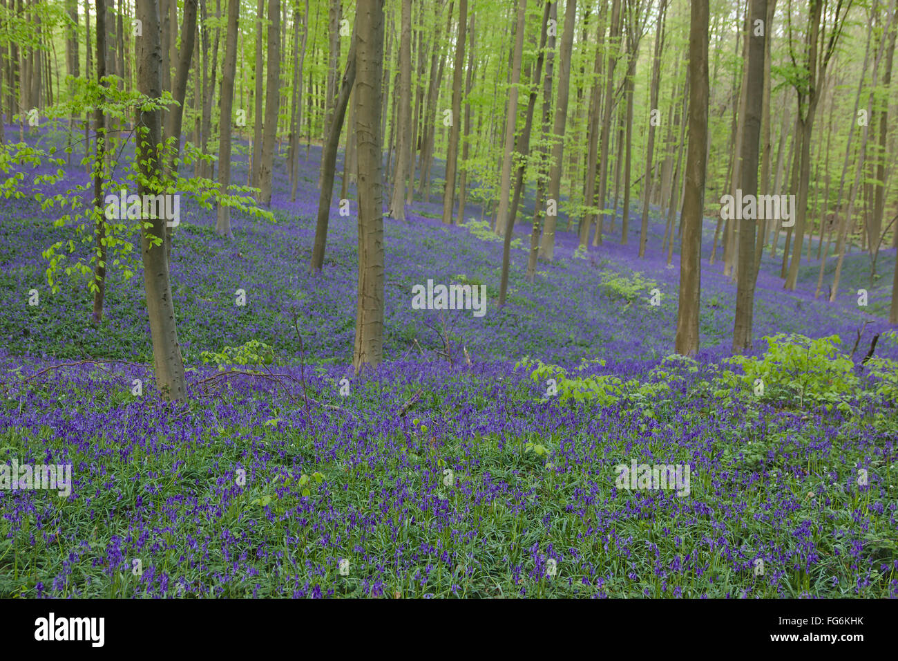 Spring forest with bluebells (Hyacinthoides non-scripta) in Hallerbos ...