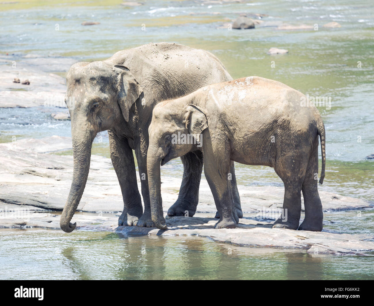 Elephants bathing in a sri lankan river hi-res stock photography and ...