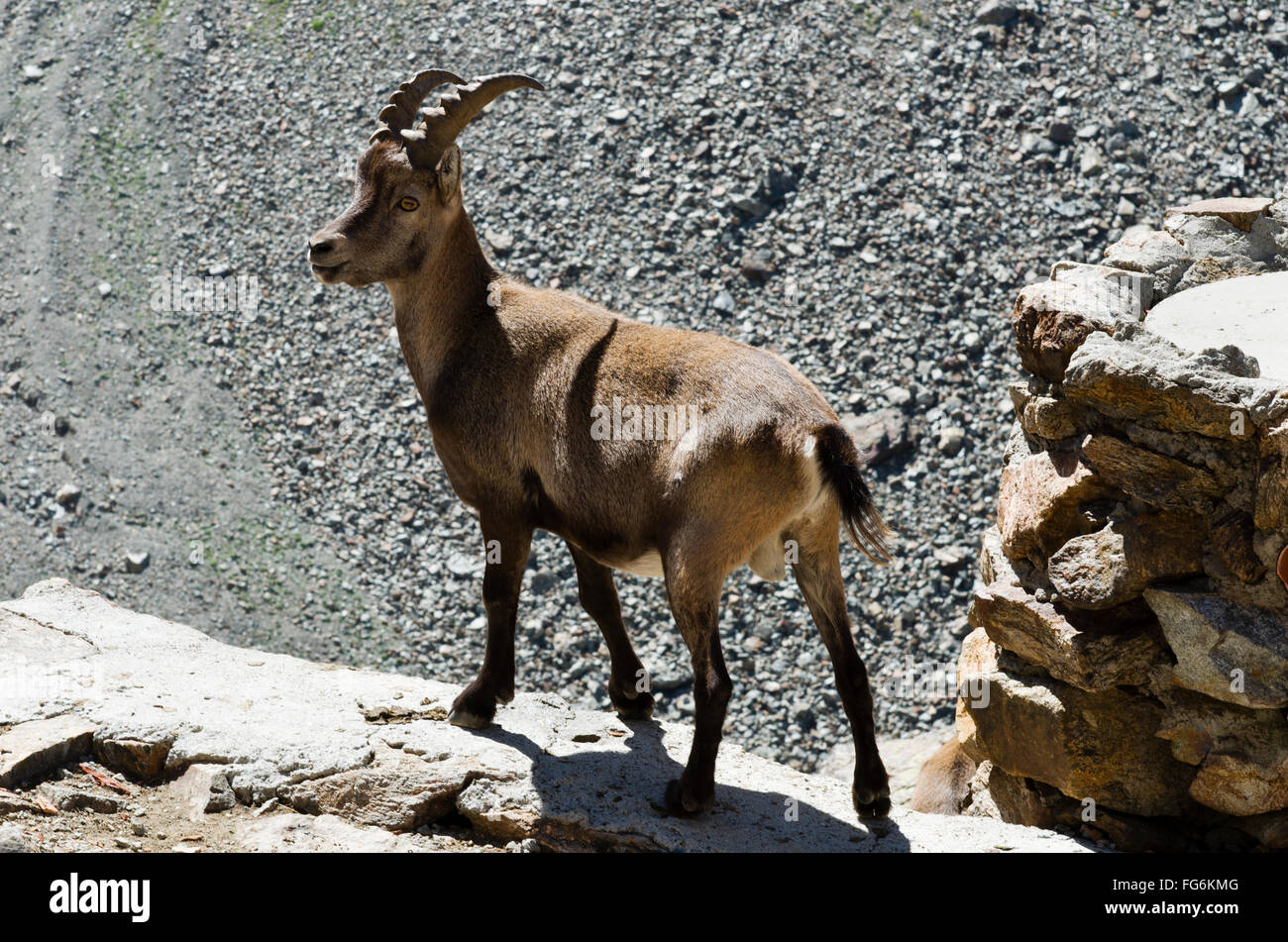 bex stopped on a rock of a nature reserve in the mountains Stock Photo ...