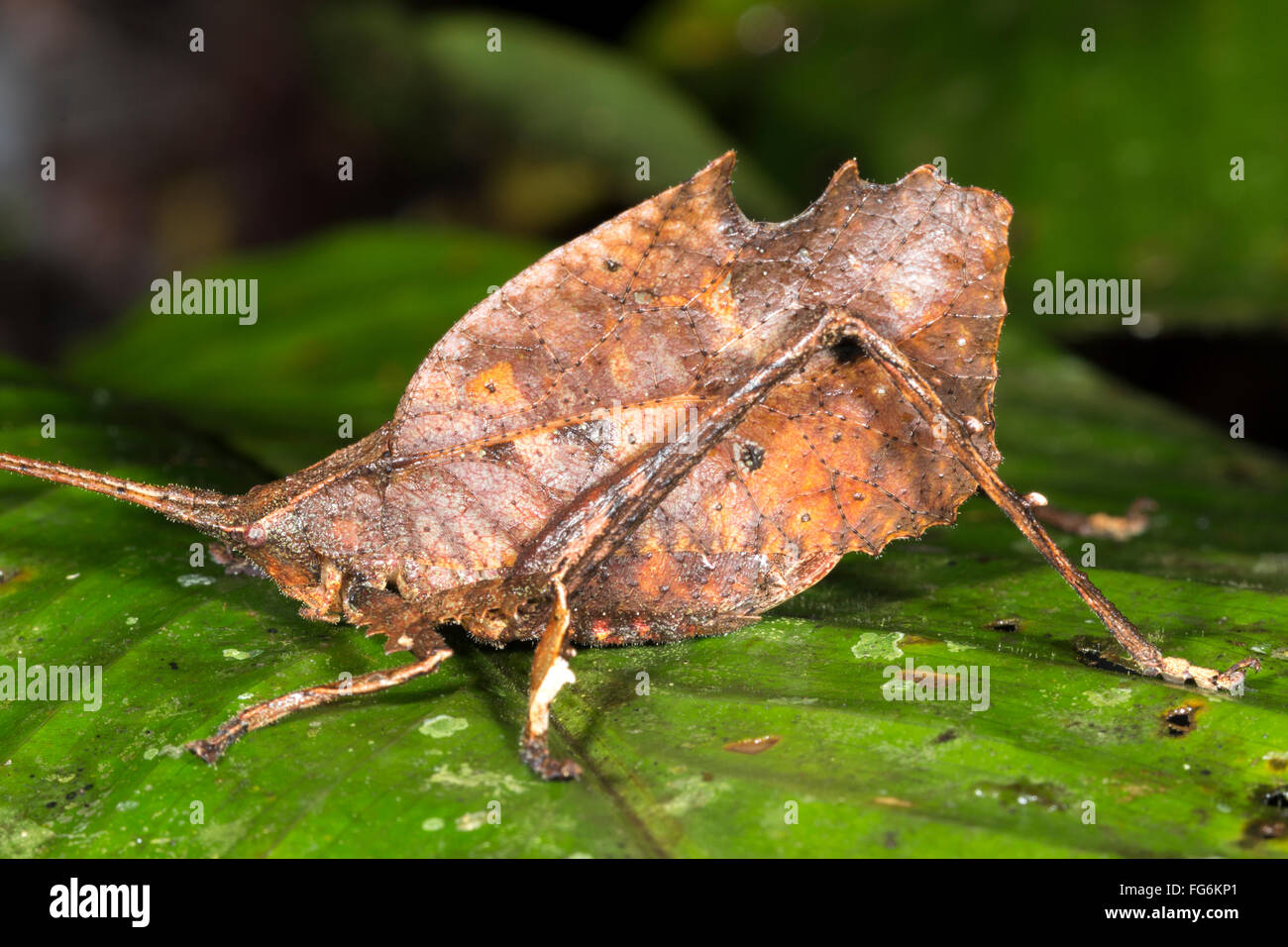 Leaf mimic katydid (Typhophyllum sp. family Tettigoniidae) sitting on a ...