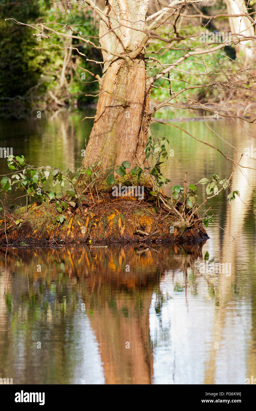 Portrait autumn tree and river reflection hi-res stock photography and ...
