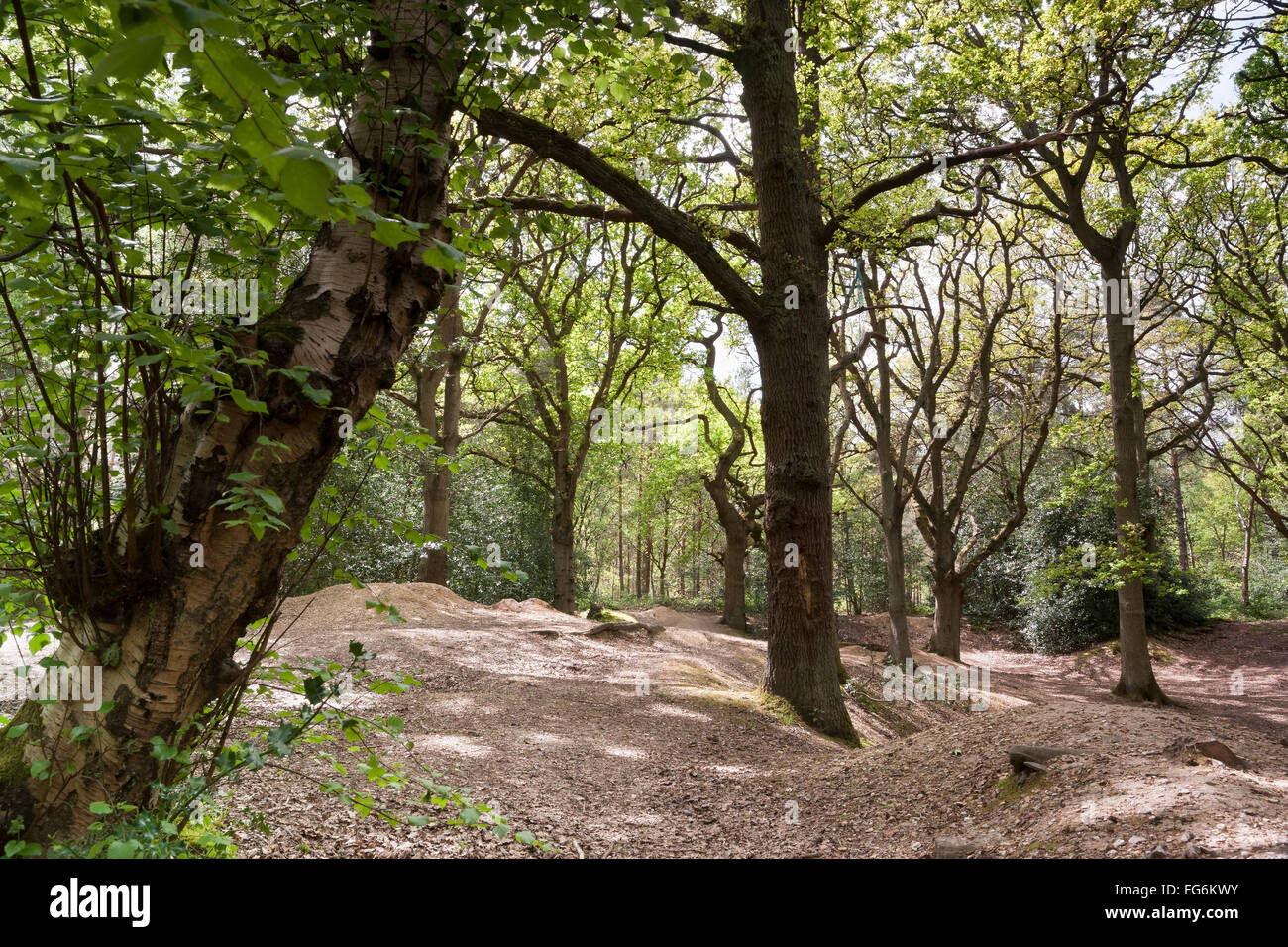Forest in Wokefield Common - a UK nature reserve Stock Photo - Alamy