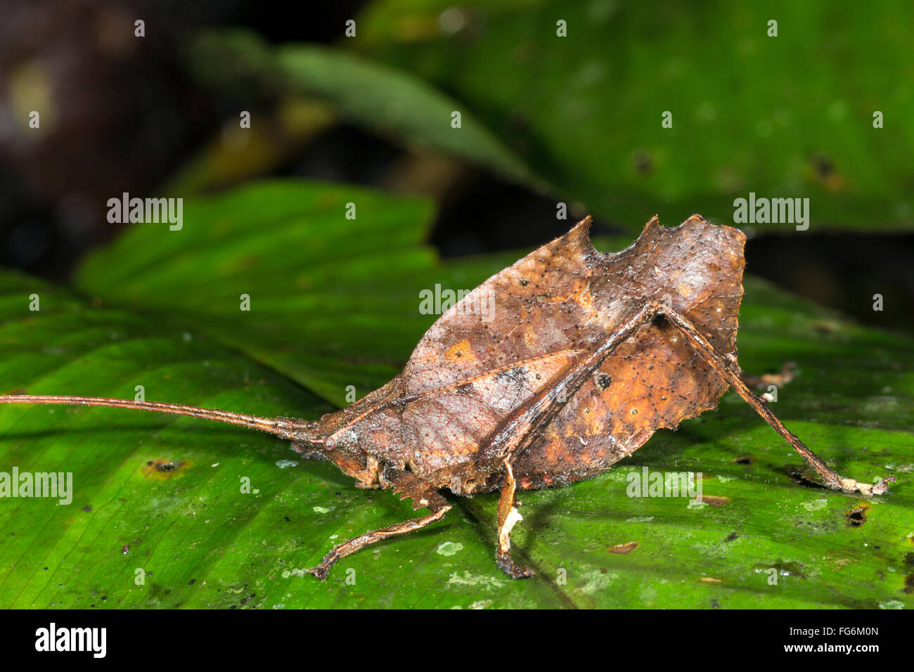 Leaf mimic katydid (Typhophyllum sp. family Tettigoniidae) sitting on a ...