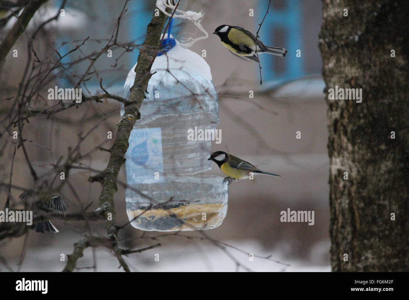 vivid wild birds funny jump under birdhouse Stock Photo - Alamy