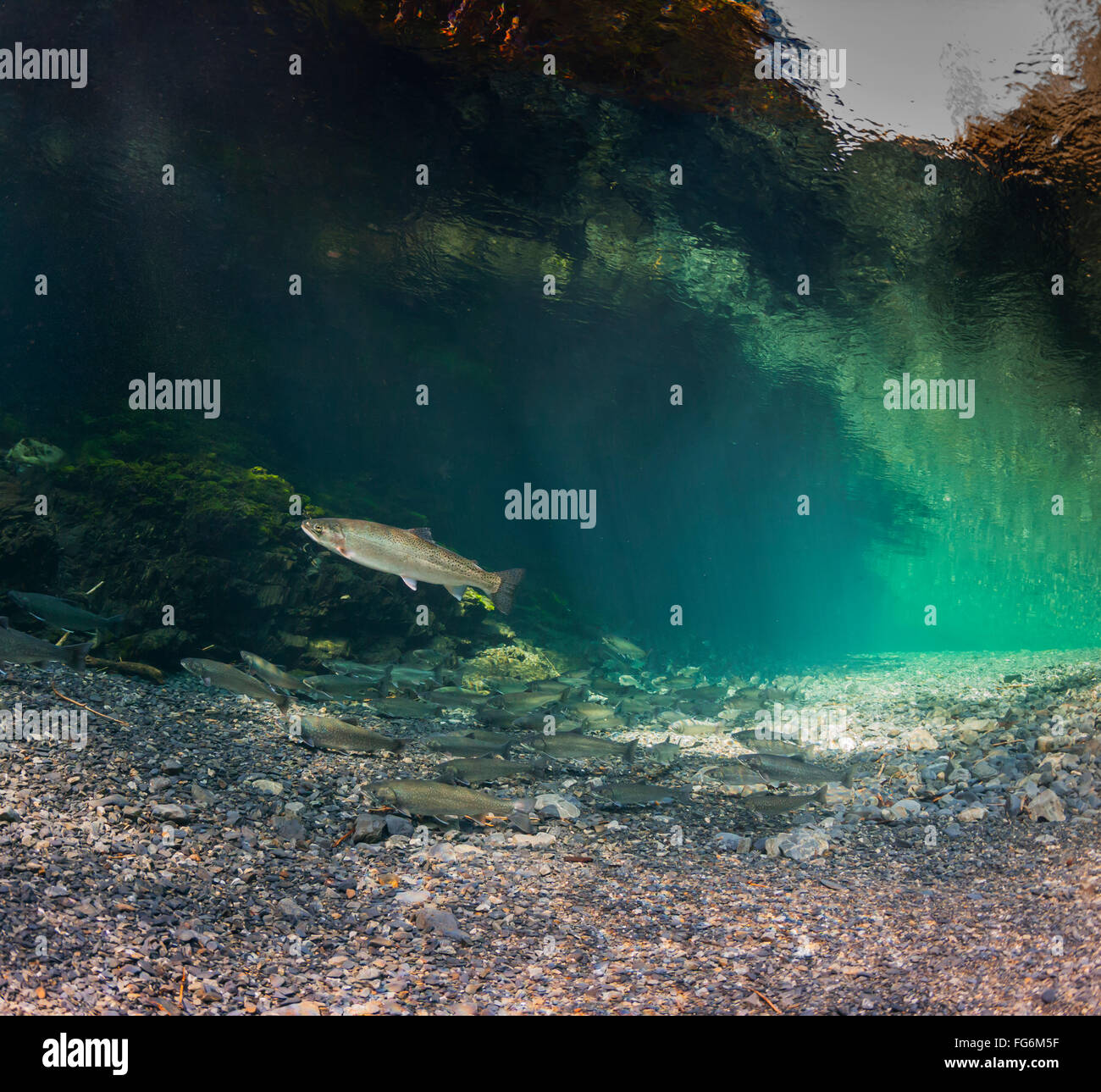 Cutthroat trout hi-res stock photography and images - Alamy