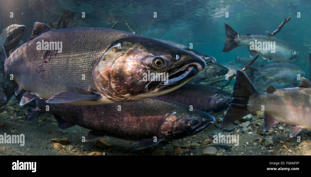 Ocean bright Coho Salmon (Oncorhynchus kisutch) on their spawning ...