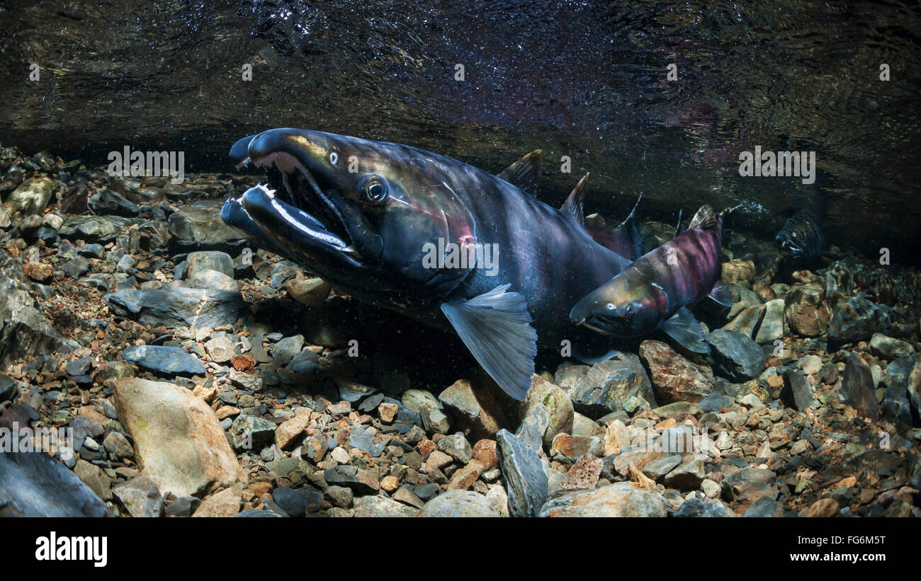 Coho Salmon (Oncorhynchus kisutch) beginning the act of spawning in an ...