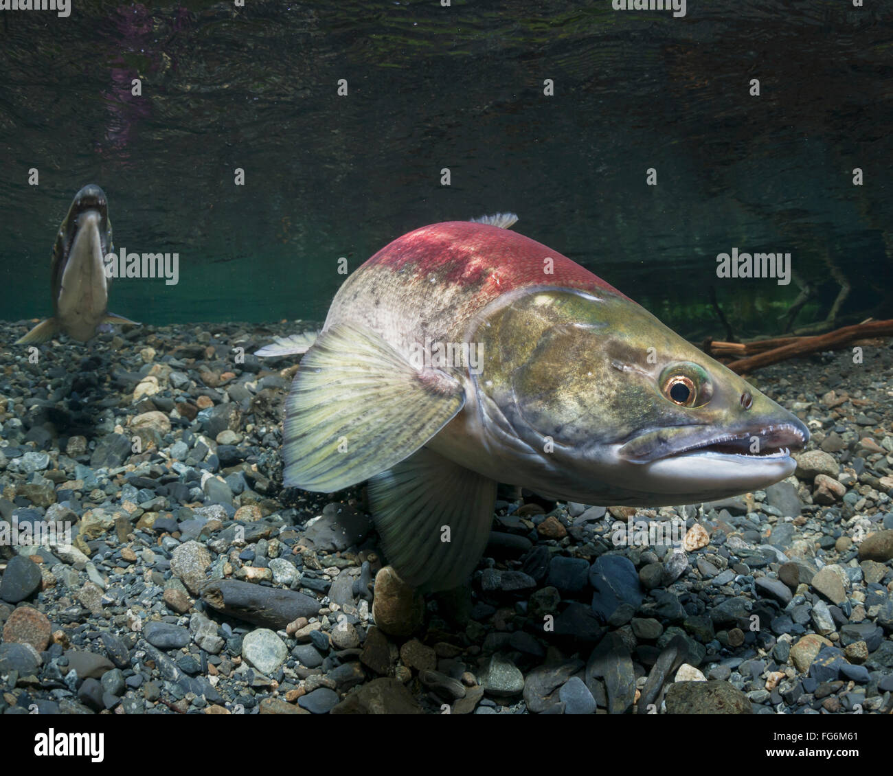 Male and female sockeye salmon hi-res stock photography and images - Alamy