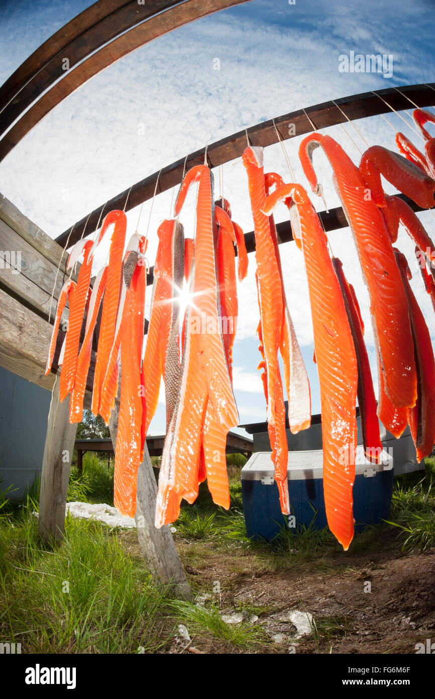 Drying rack of salmon at fish camp in Bristol Bay, Southwest Alaska ...