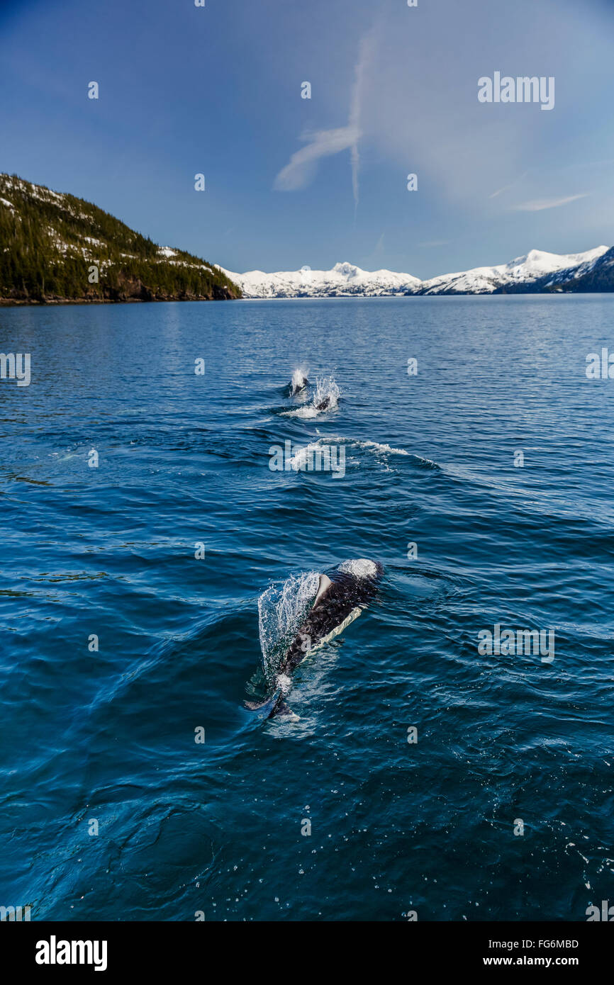 Dall's porpoise hi-res stock photography and images - Alamy