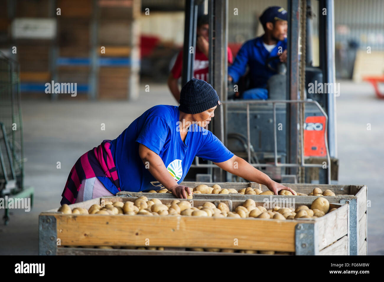Workers preparing potatoes; Cape Town, Western Cape, South Africa Stock ...