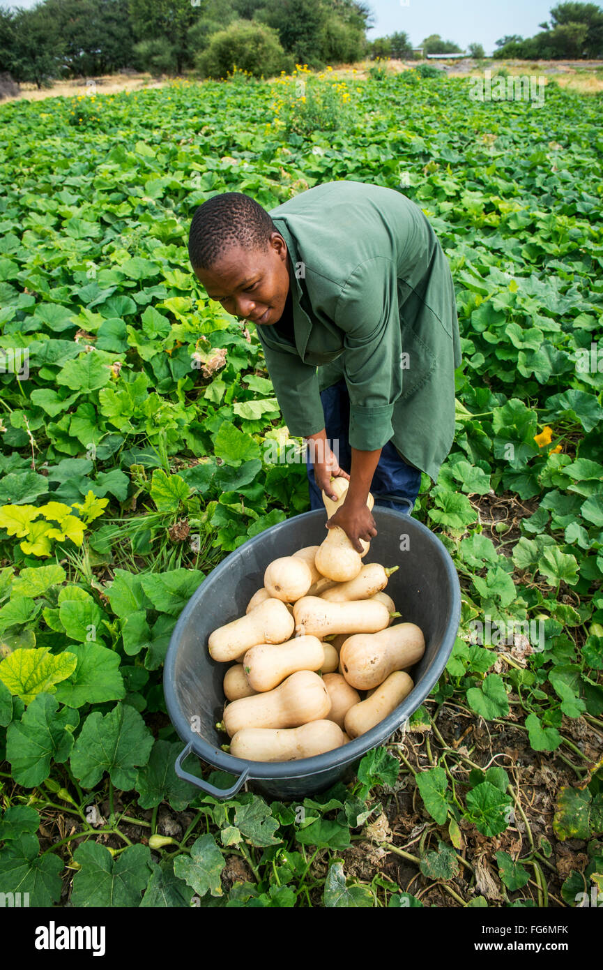 Squash farmer; Ghanzi, Botswana Stock Photo - Alamy