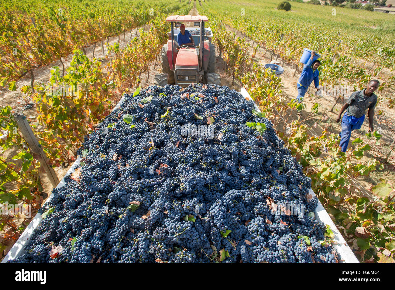 Wine grape harvest; Stellenbosch, South Africa Stock Photo - Alamy