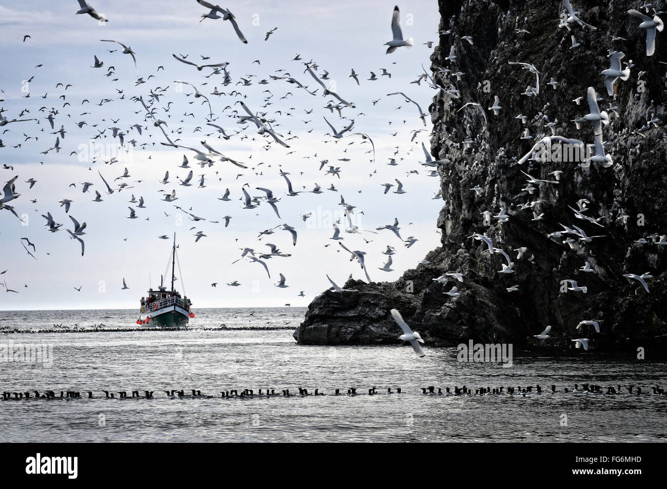 J seabird hi-res stock photography and images - Alamy