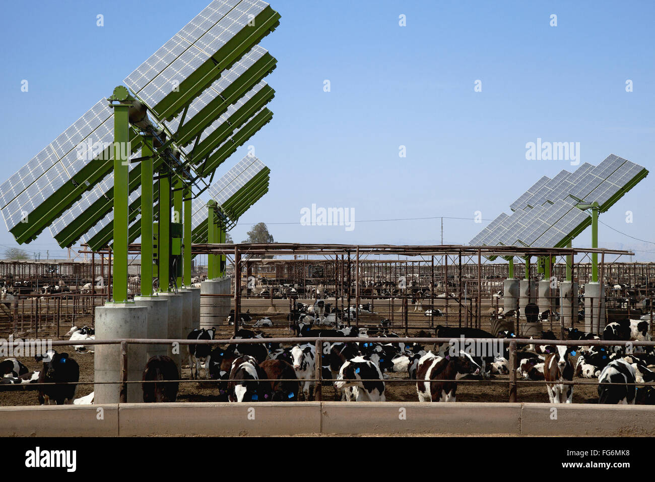 Dairy cows feeding and resting under solar panel shade covers in the ...