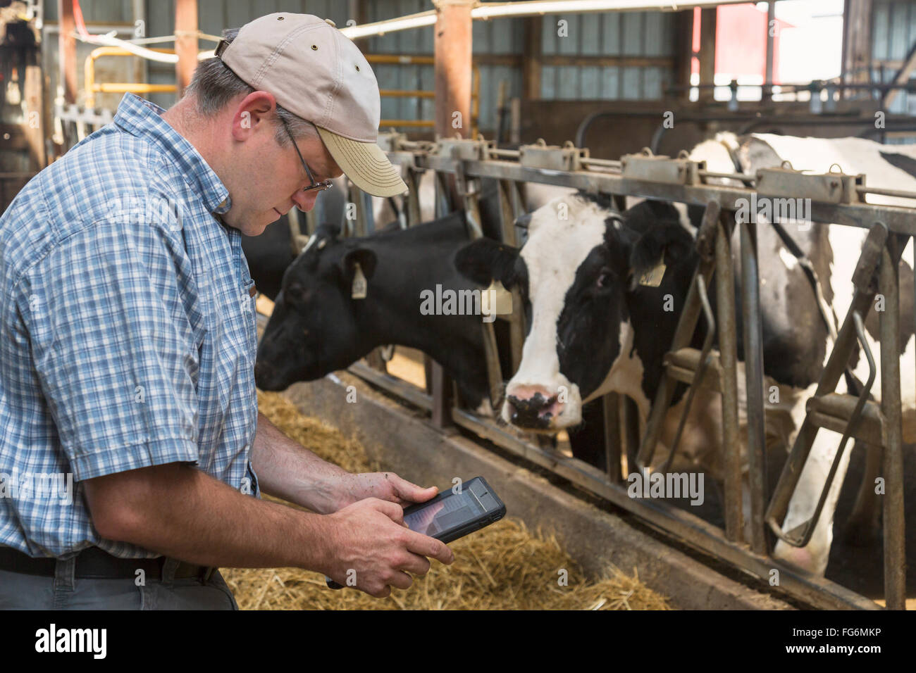Ag Nutritionist checks silage and feeds for Holstein dairy herd at ...
