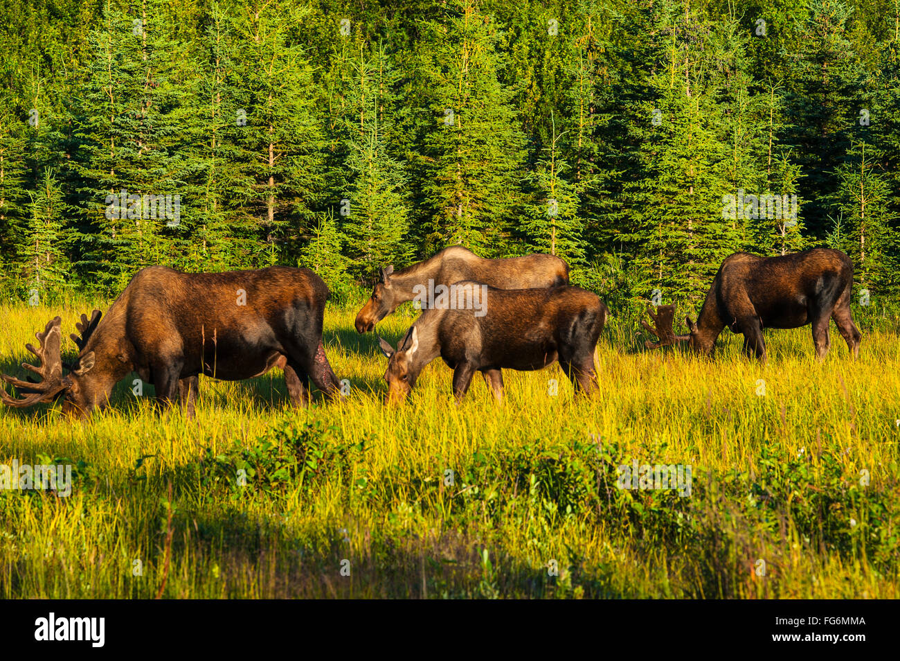 Female moose browsing female moose hi-res stock photography and images ...