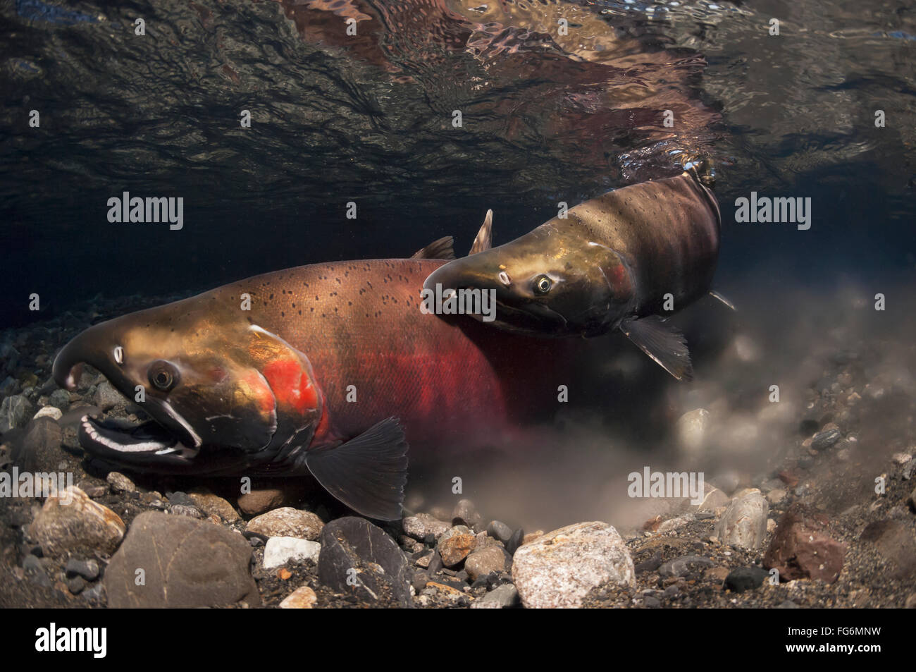 Coho Salmon (Oncorhynchus kisutch) in the act of spawning in an Alaska ...