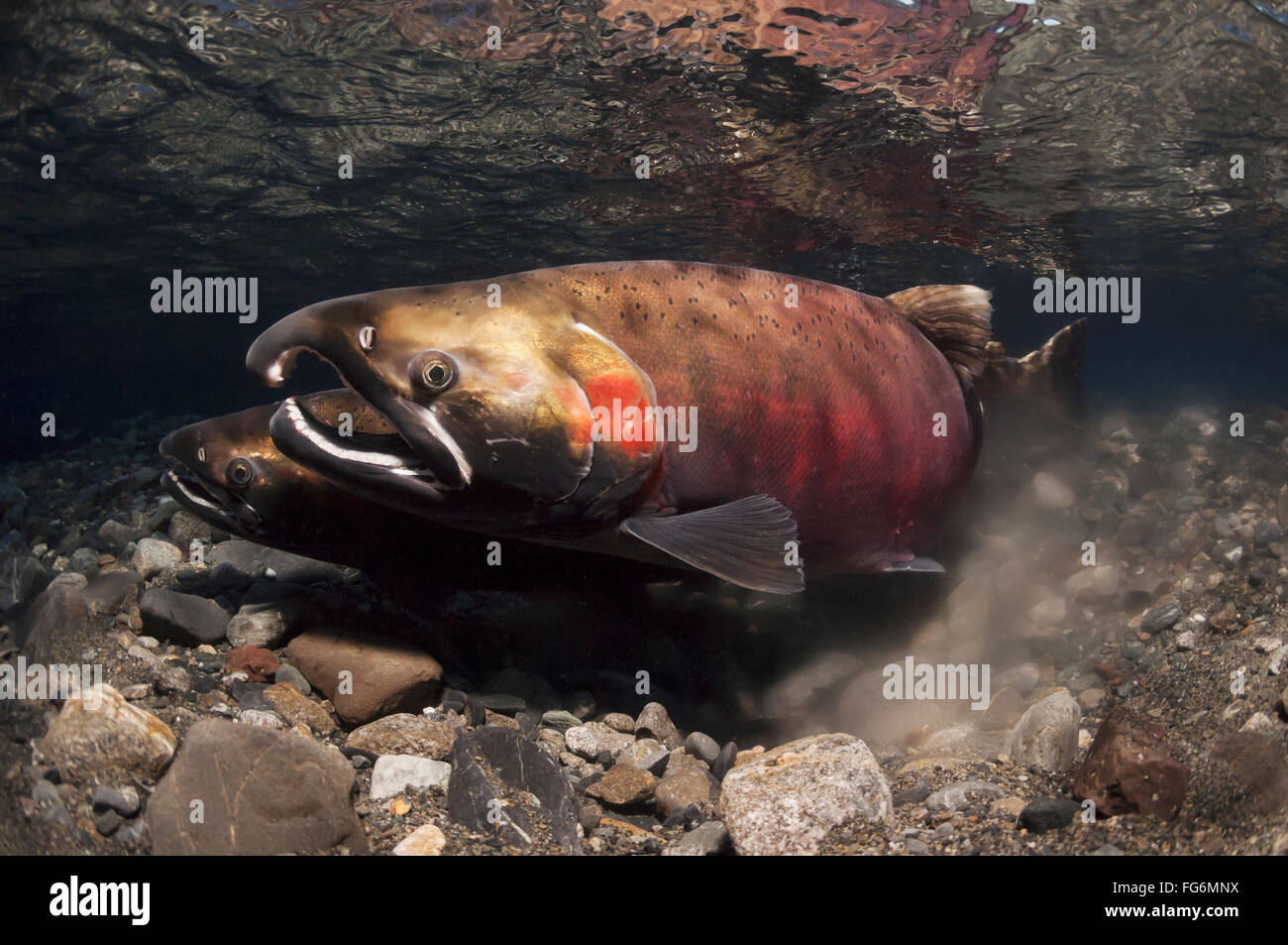 Salmon milt hi-res stock photography and images - Alamy