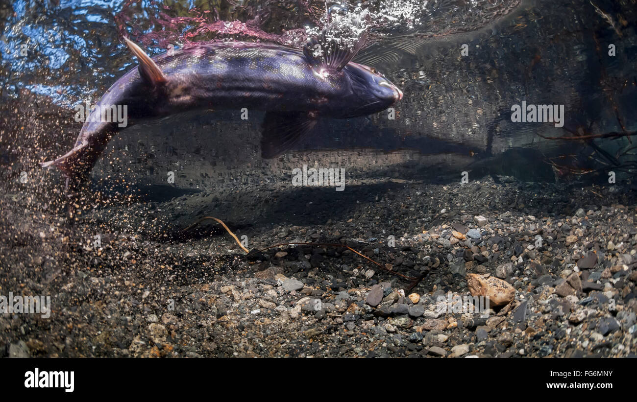 Female Coho Salmon (Oncorhynchus kisutch) digging her redd in an ...