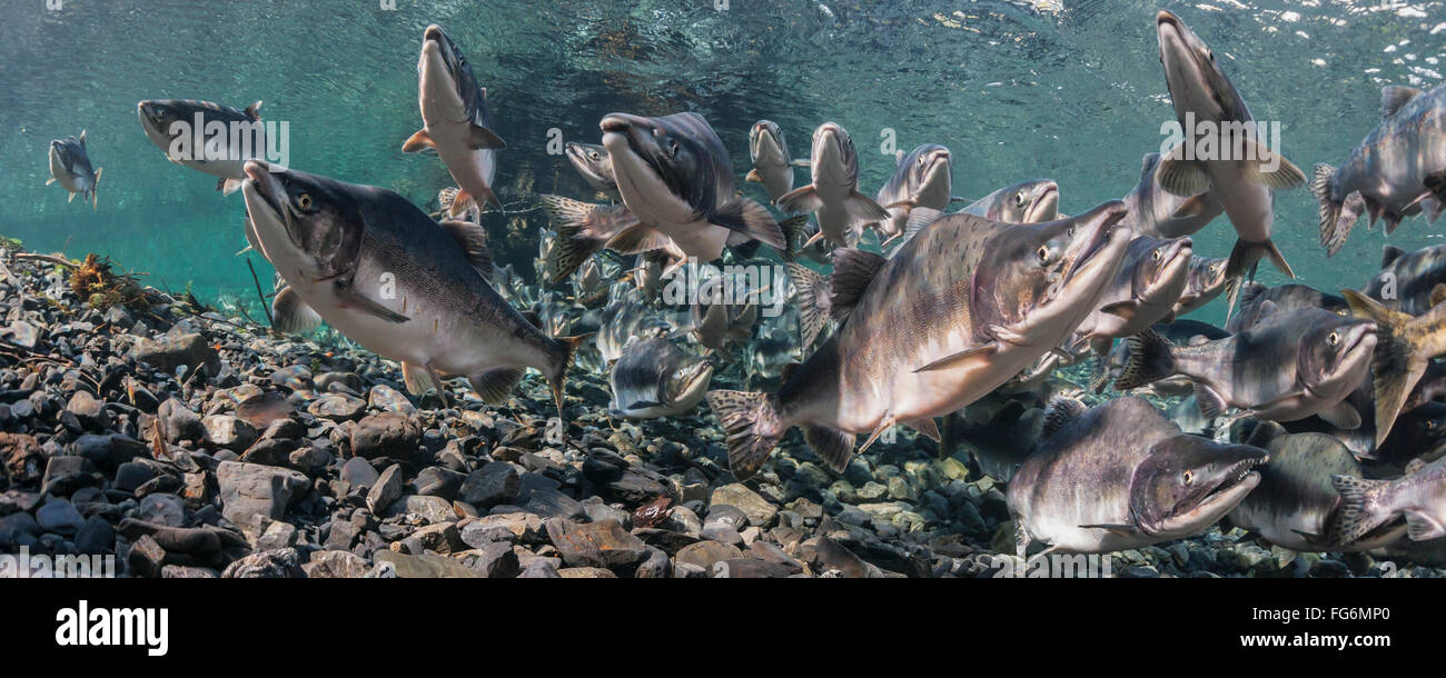 Pink humpback salmon oncorhynchus gorbuscha hi-res stock photography ...