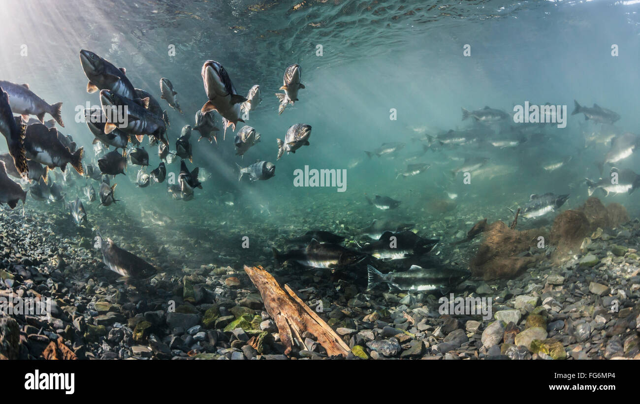 Pink humpback salmon oncorhynchus gorbuscha hi-res stock photography ...
