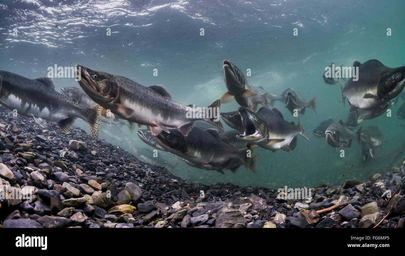Pink humpback salmon oncorhynchus gorbuscha hi-res stock photography ...