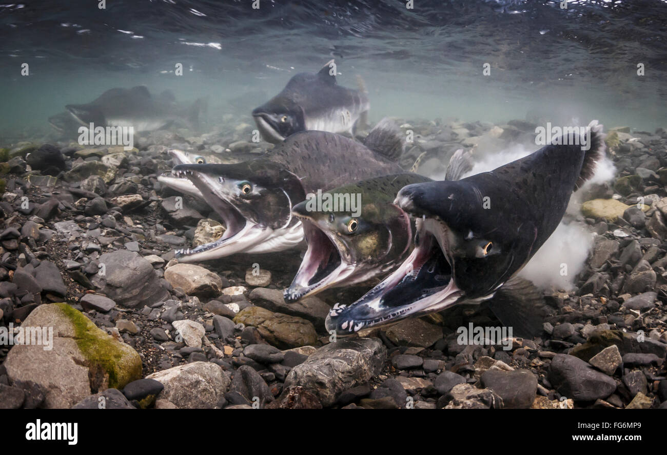 Pink Salmon (Oncorhynchus gorbuscha) spawning in an intertidal stream ...