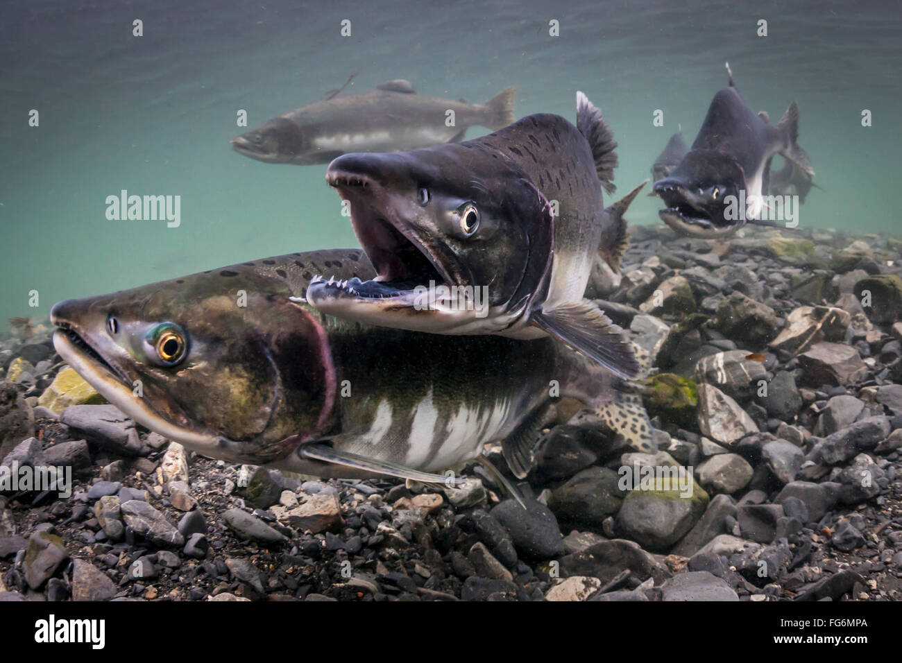 A Pink Salmon (Oncorhynchus Gorbuscha) Sneaker Male Courts A Female ...