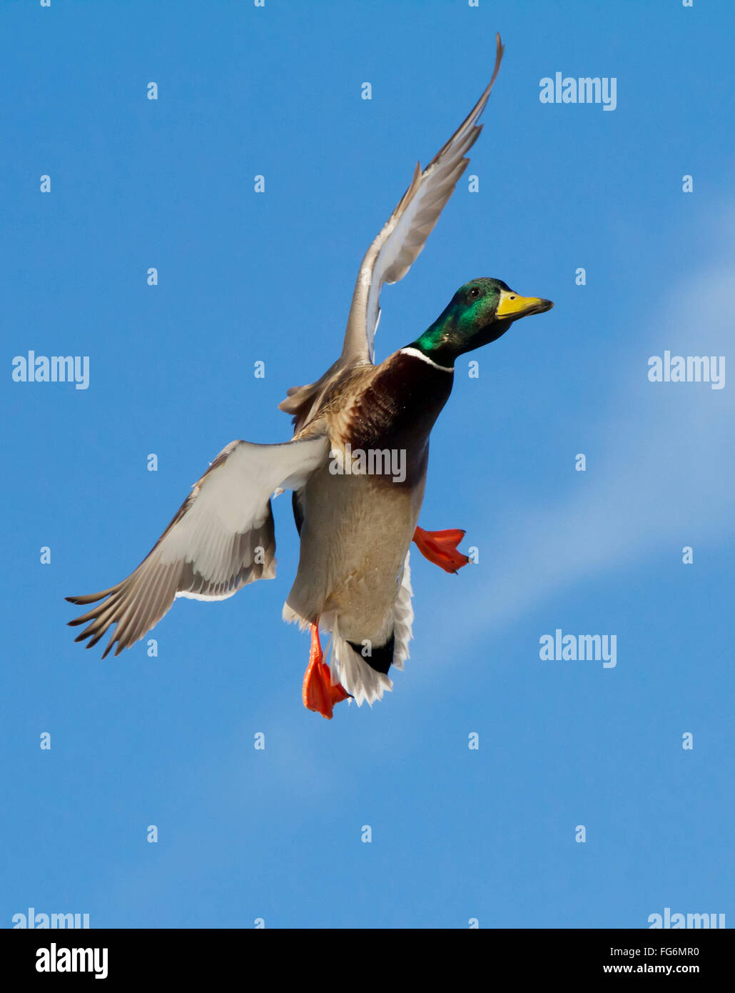 A mallard drake duck flares in preparation to landing in a pond in ...
