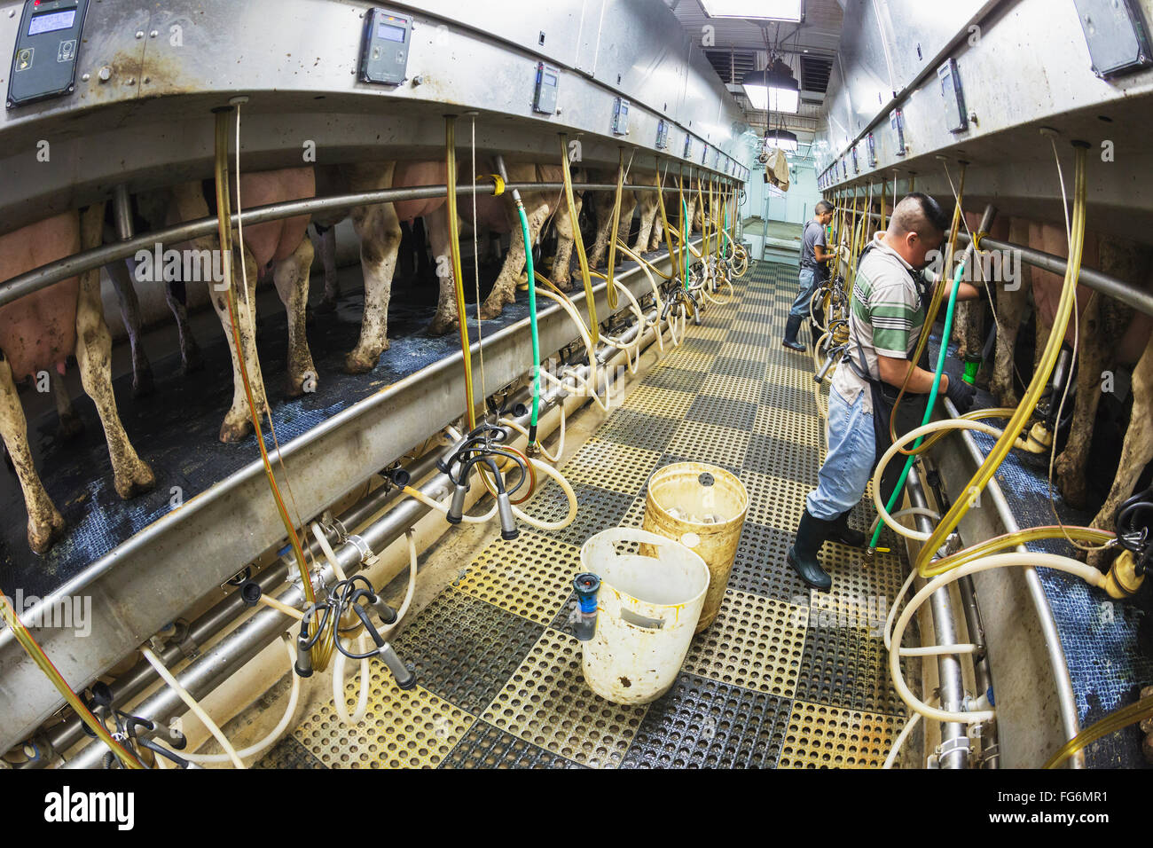 Fisheye view of milkers attending to Holsteins in automated milking ...