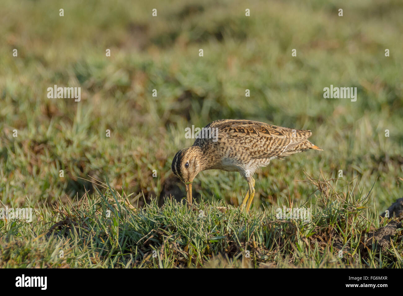 pin-tailed snipe or pintail snipe (Gallinago stenura Stock Photo - Alamy