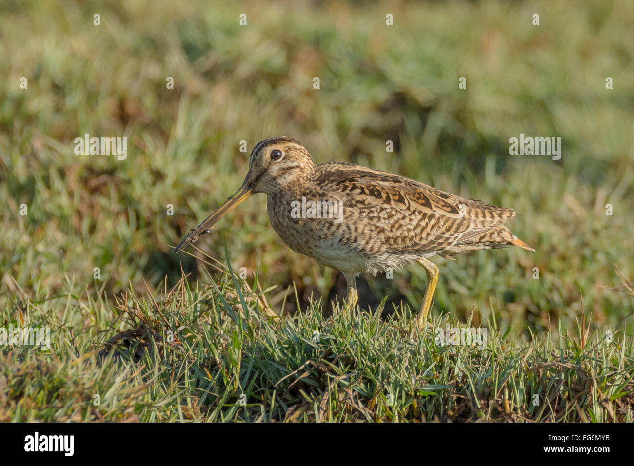 pin-tailed snipe or pintail snipe (Gallinago stenura Stock Photo - Alamy