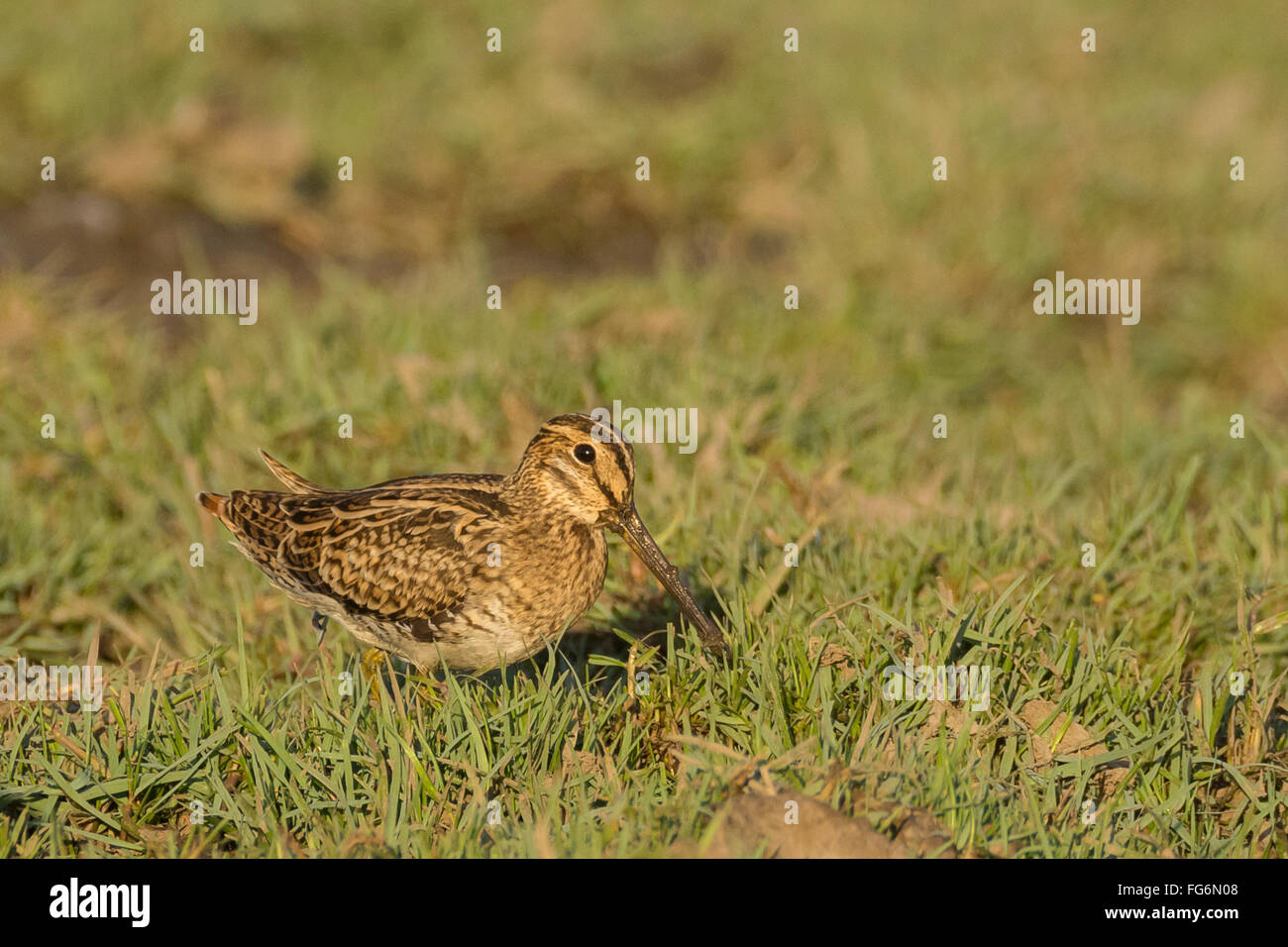 pin-tailed snipe or pintail snipe (Gallinago stenura Stock Photo - Alamy
