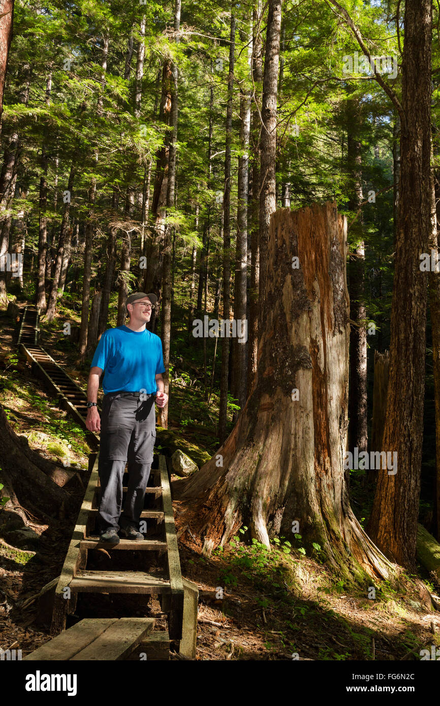 Man hiking on the Gavin Hill trail in the boreal rain forest, Sitka ...