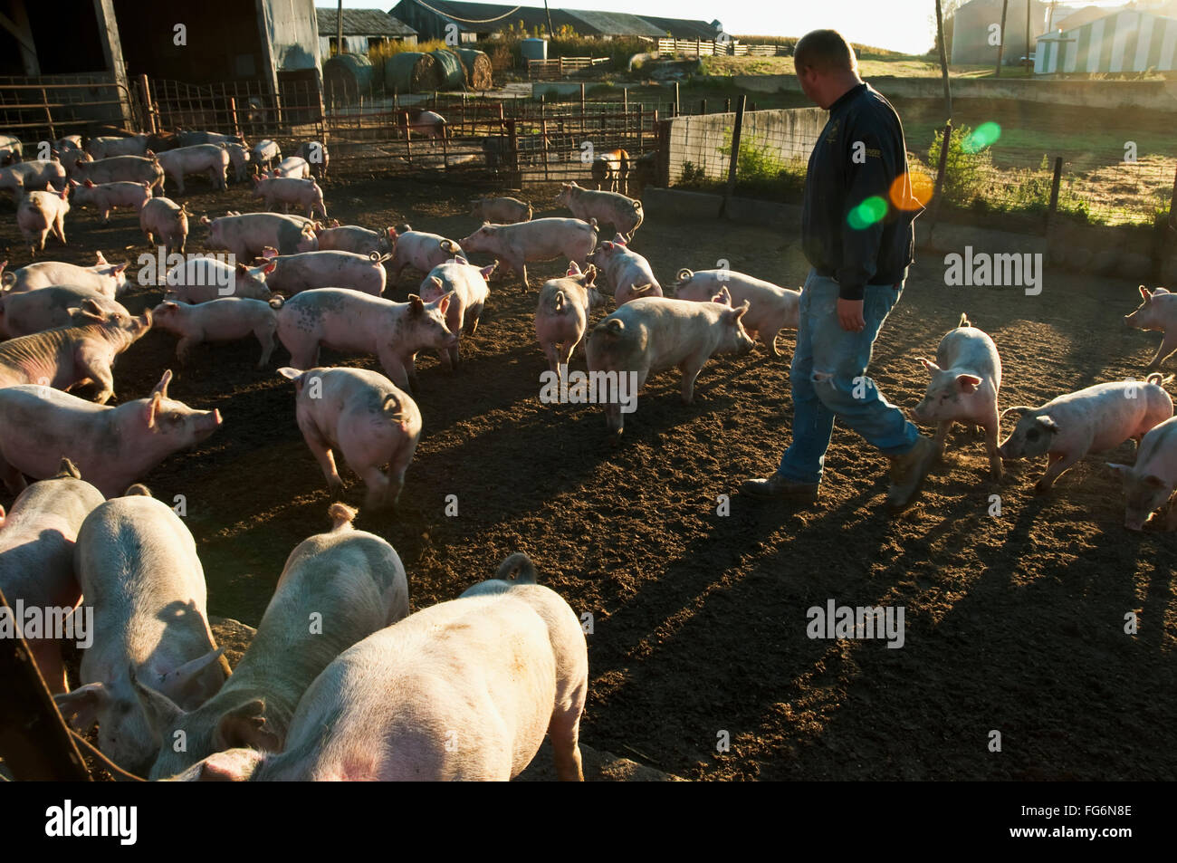 Hog Operations In Iowa