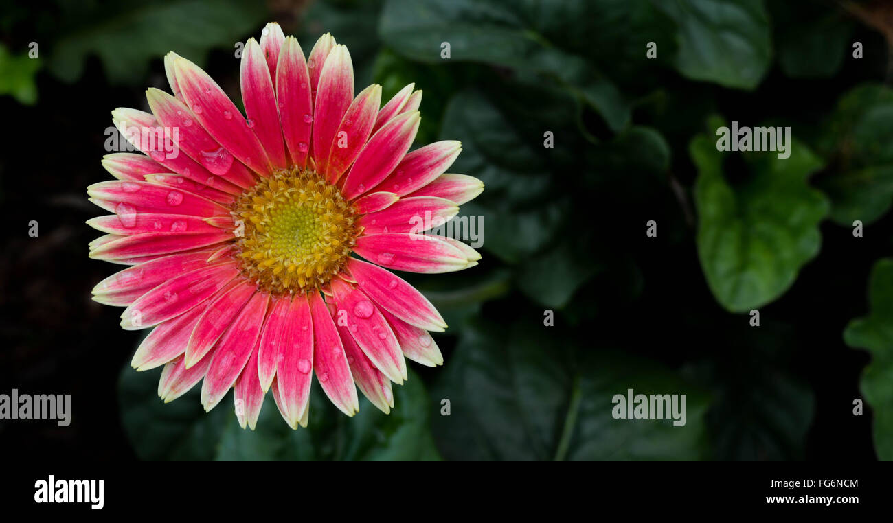 Alone flowers hi-res stock photography and images - Alamy