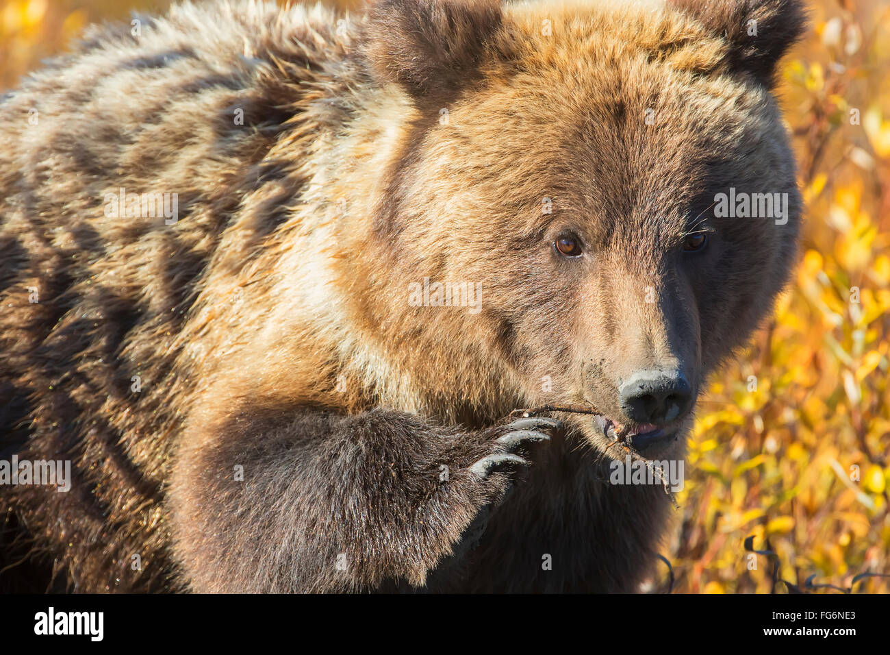 Grizzly Bear Front Paw Print