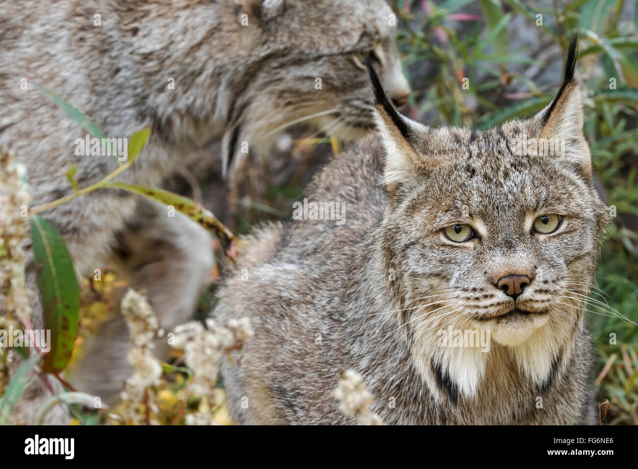 Canadian Lynx (Lynx canadensis) walking through the underbrush; Yukon ...