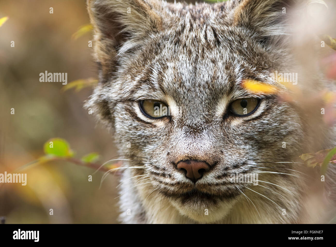 Canada lynx walking hi-res stock photography and images - Alamy