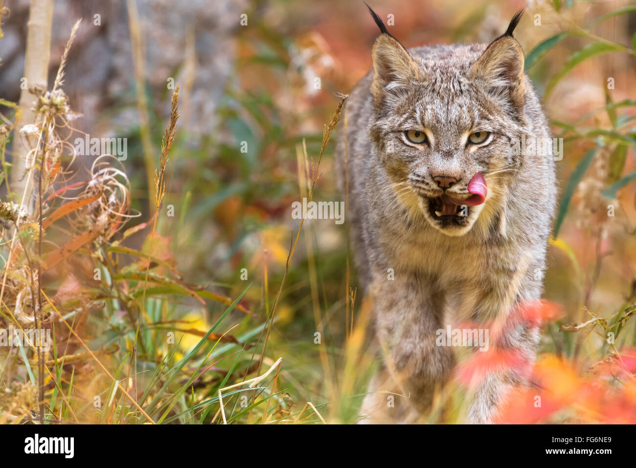 Canada Lynx Lynx Canadensis Portrait High Resolution Stock Photography ...