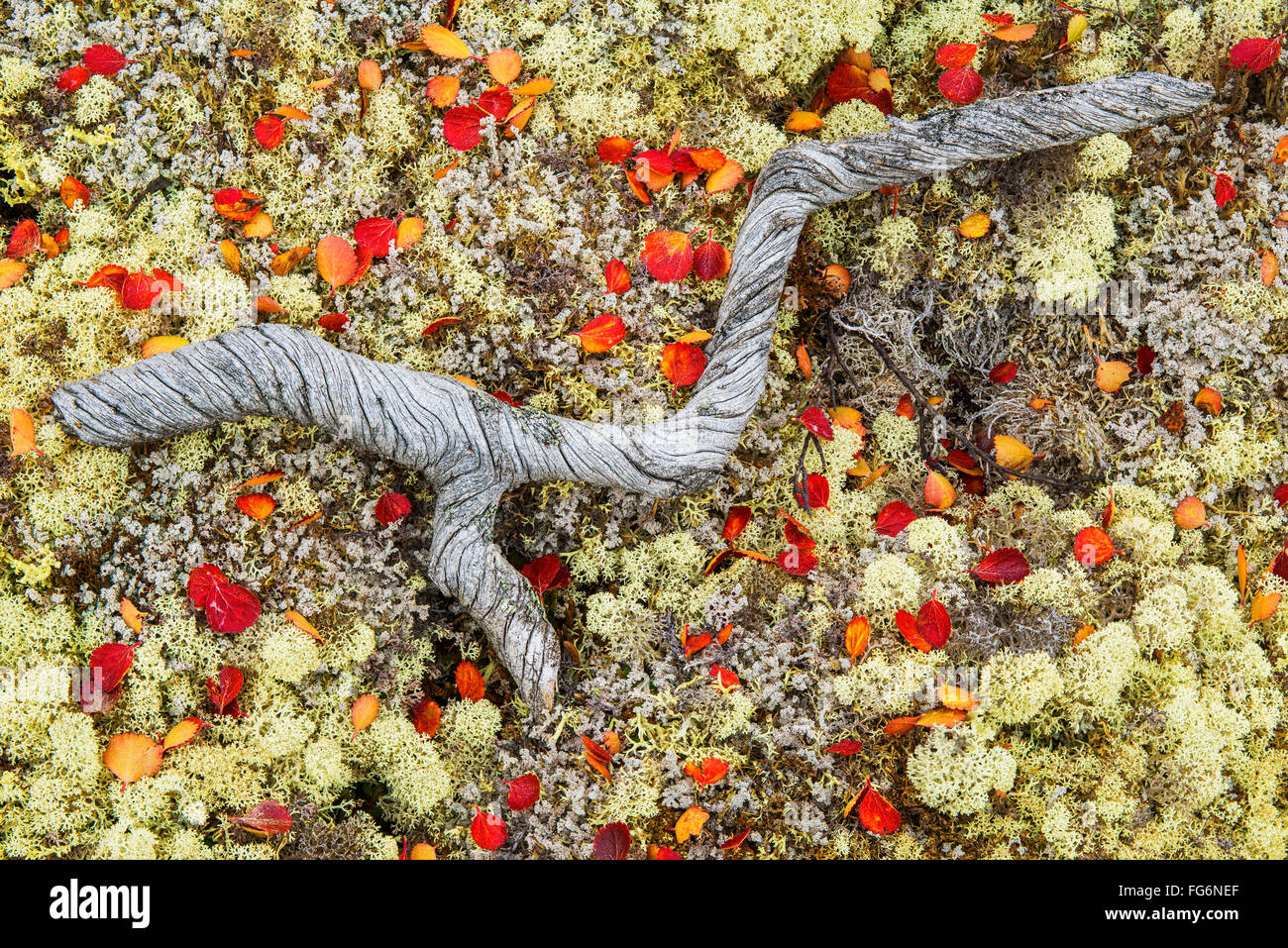 Curled piece of wood laying in the caribou moss along the Dempster ...