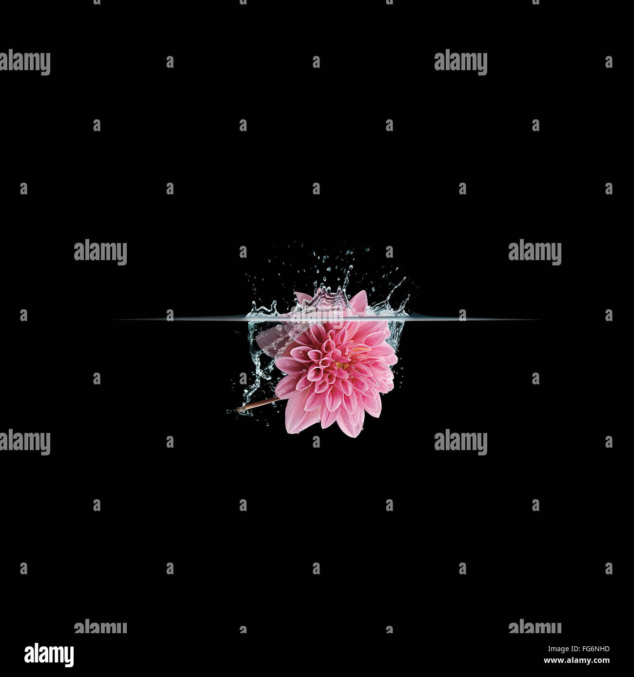 Pink flower dropping into water on a black background; Toronto, Ontario ...