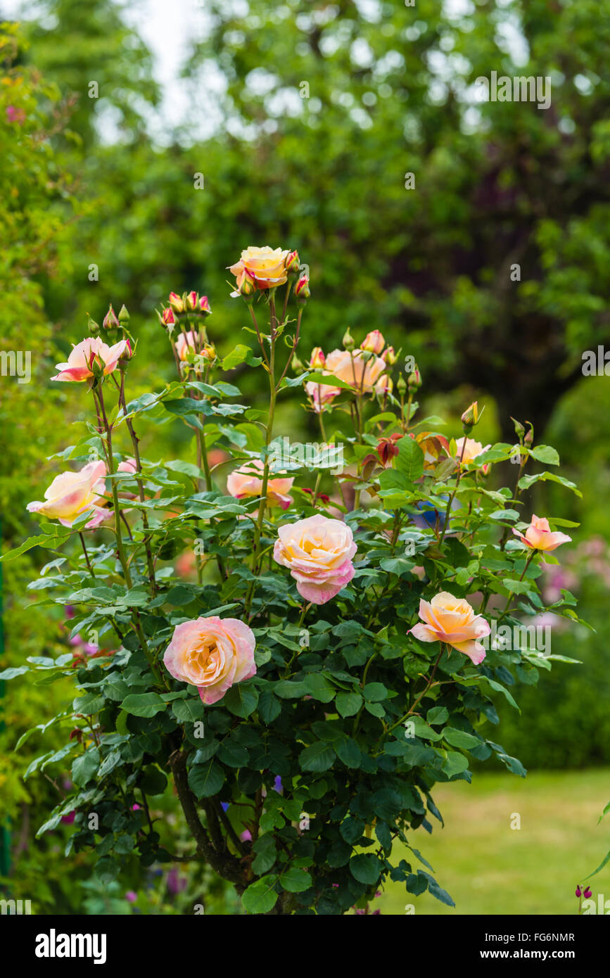 Roses sun vertical nobody hi-res stock photography and images - Alamy