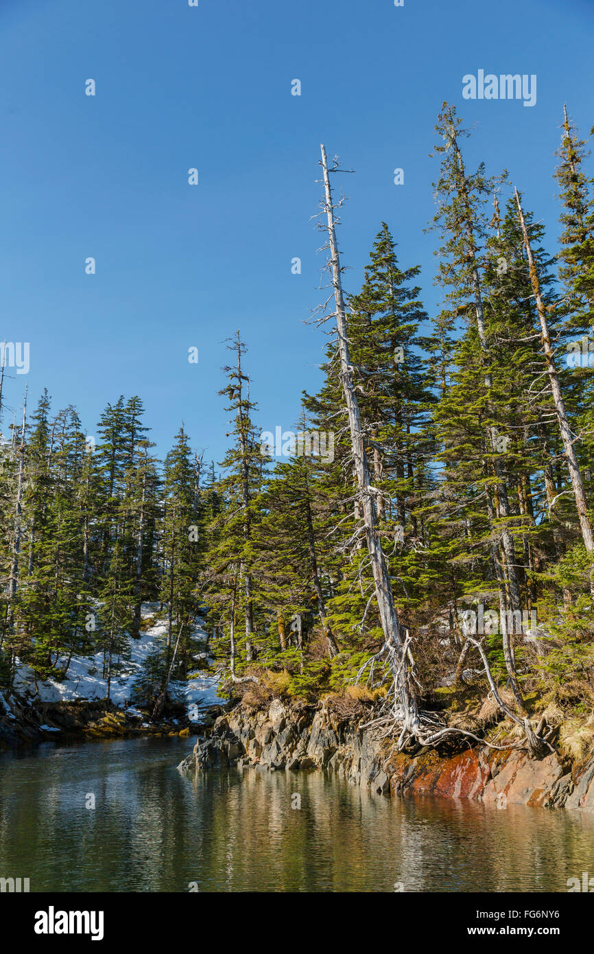 A dead evergreen tree sticks out along the shore of Prince William ...