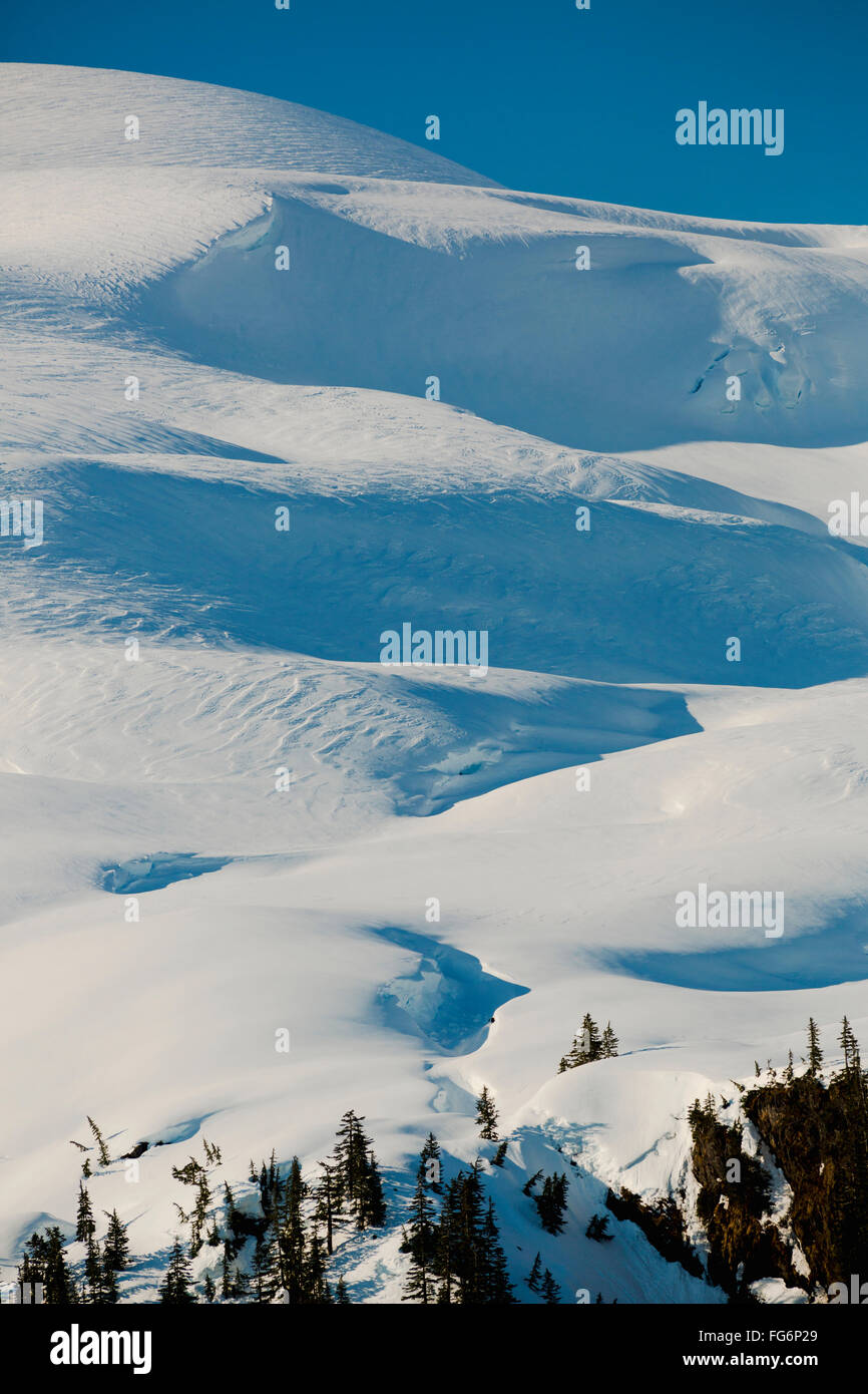 Evergreen trees stop below a snowy ridgeline above Kings Bay in Prince ...