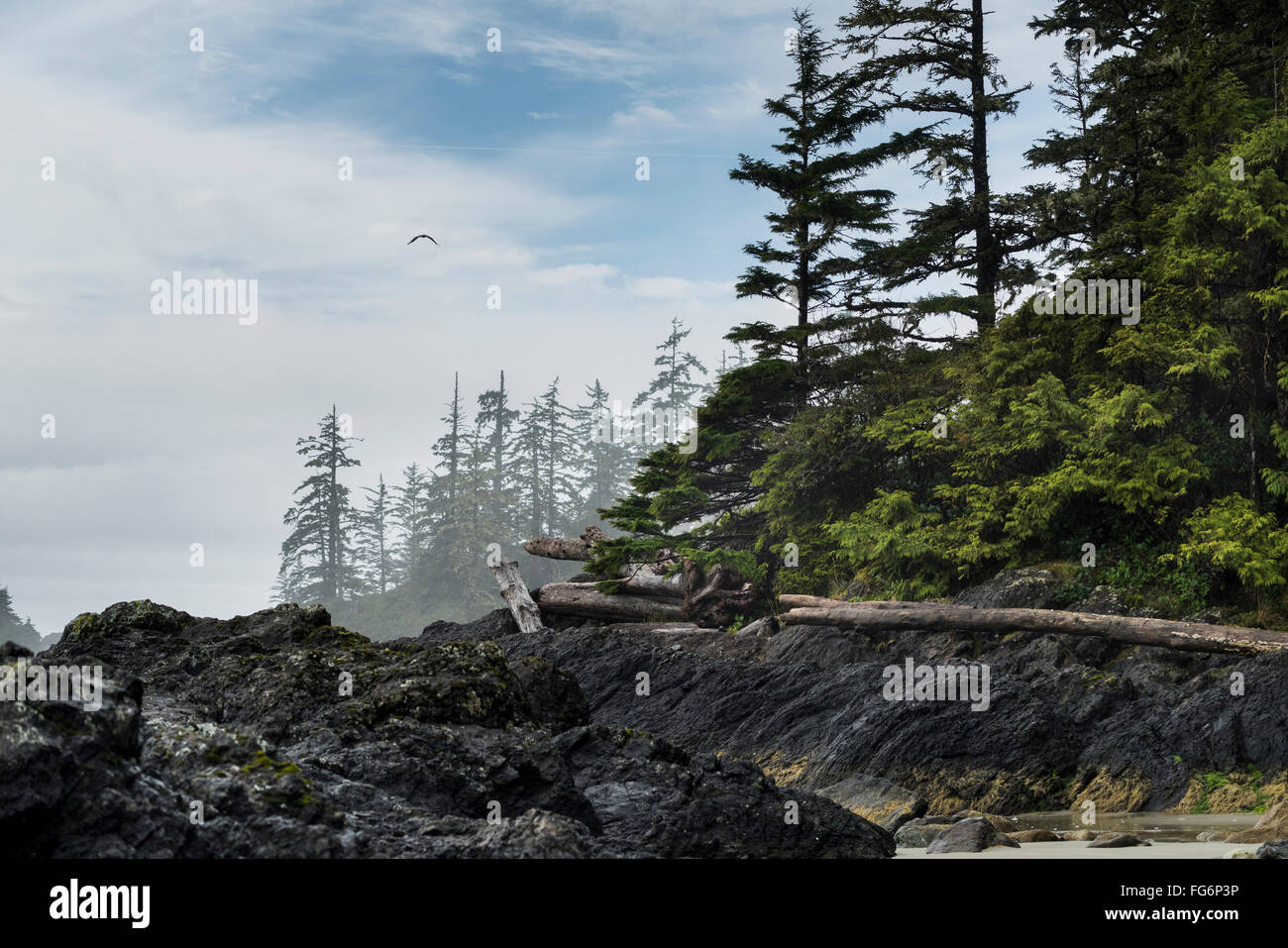 Pacific Rim National Park; British Columbia, Canada Stock Photo - Alamy