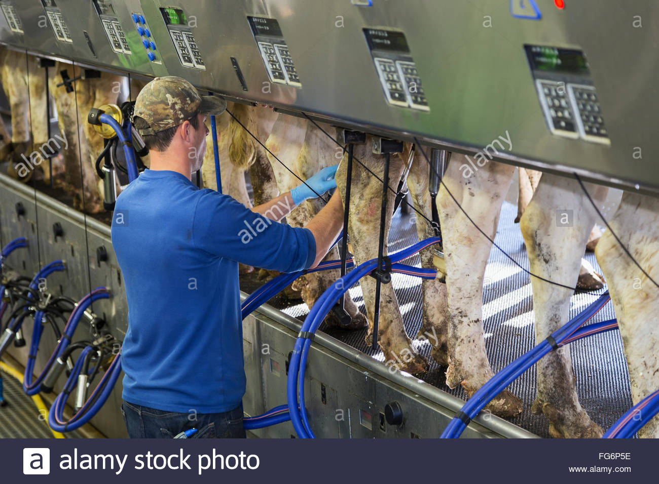 Milking Stands High Resolution Stock Photography and Images - Alamy