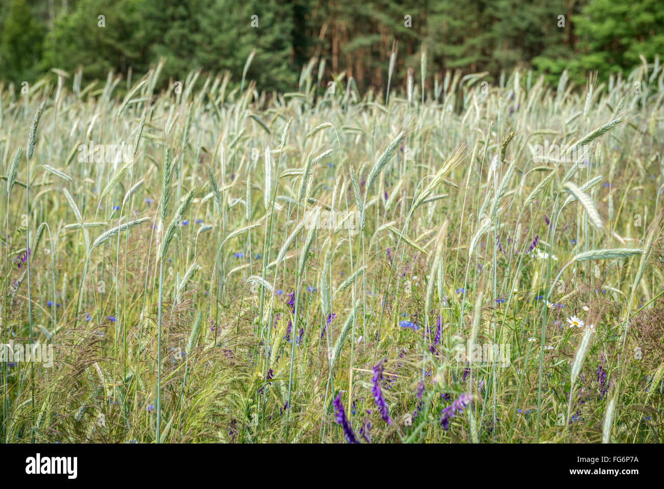 Spring in the mazowsze region hi-res stock photography and images - Alamy